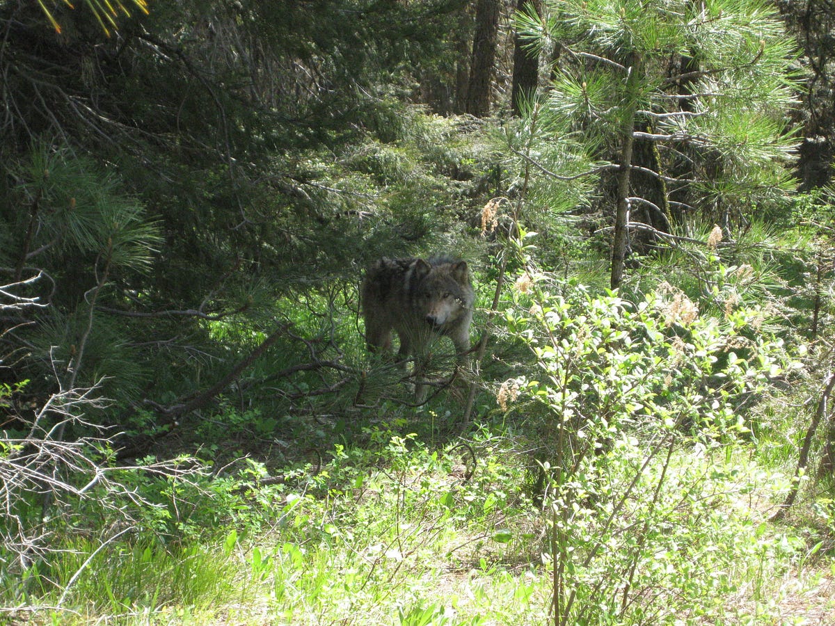 Recreating with your dog in wolf country | by The Washington Department ...