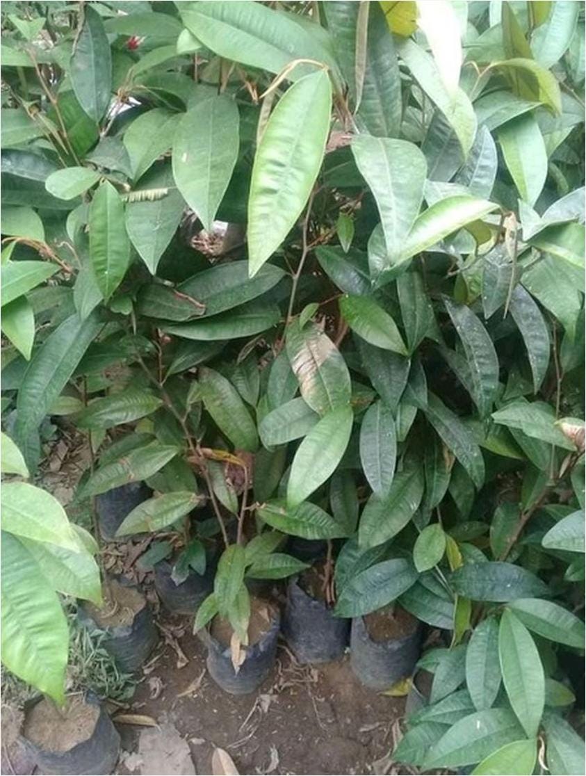Bibit Kenitu Hijau Atau Sawo Apel Beli 10 Gratis 1 Indramayu | by ...
