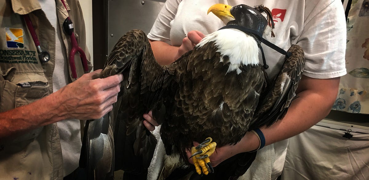 Bald eagles fall victim to rodent poison | by Conservancy of SWFL | A ...