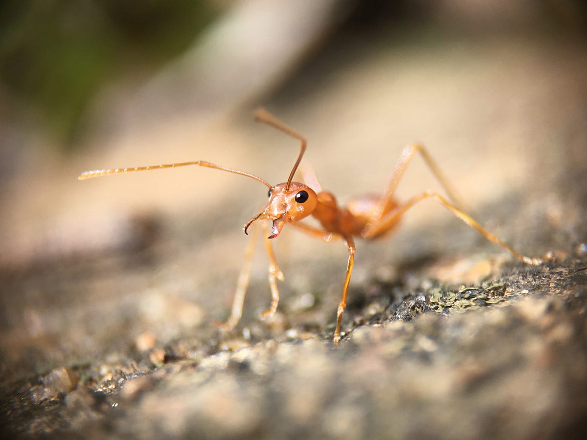 How to love an ant?. Most of the time we, as a people, don’t… | by ...