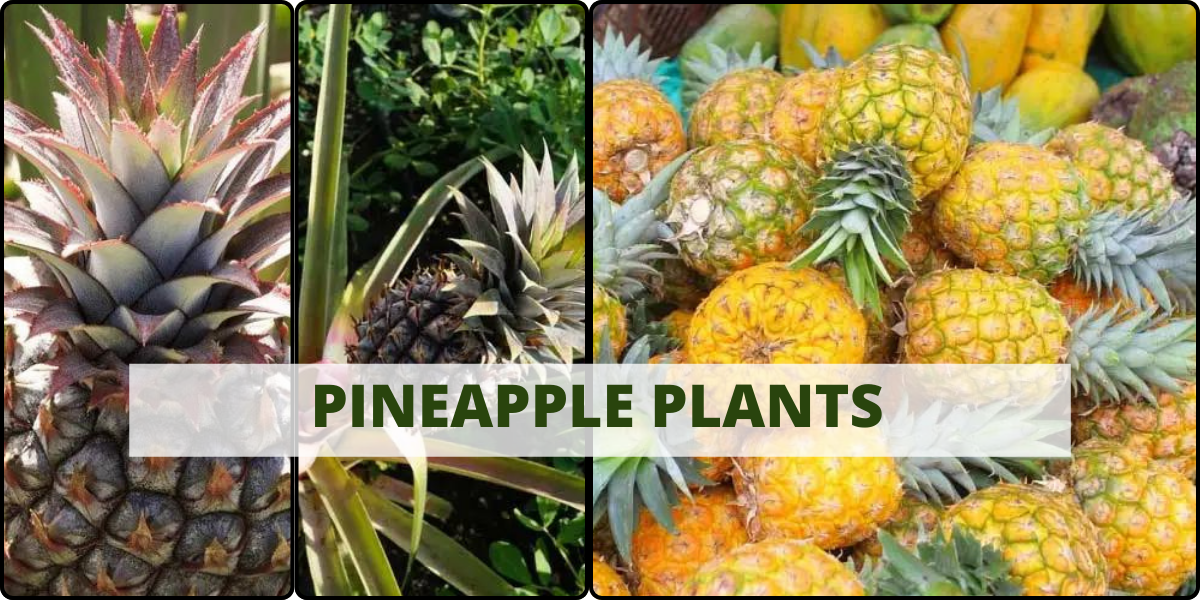 Discover Pineapple Australian Plants Online: A Tropical Gardening ...