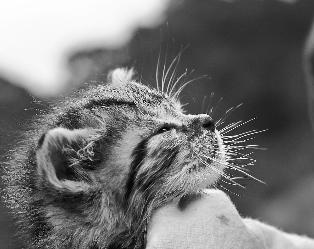Using Sound in a Poem; Aural Imagery | by Christina M. Ward | The POM ...