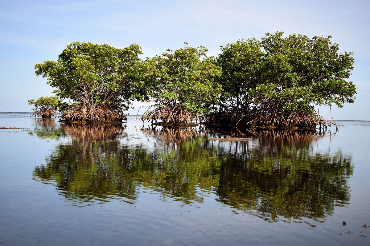 The World’s Only Salt Water Tree. is a vital feature of South Florida ...