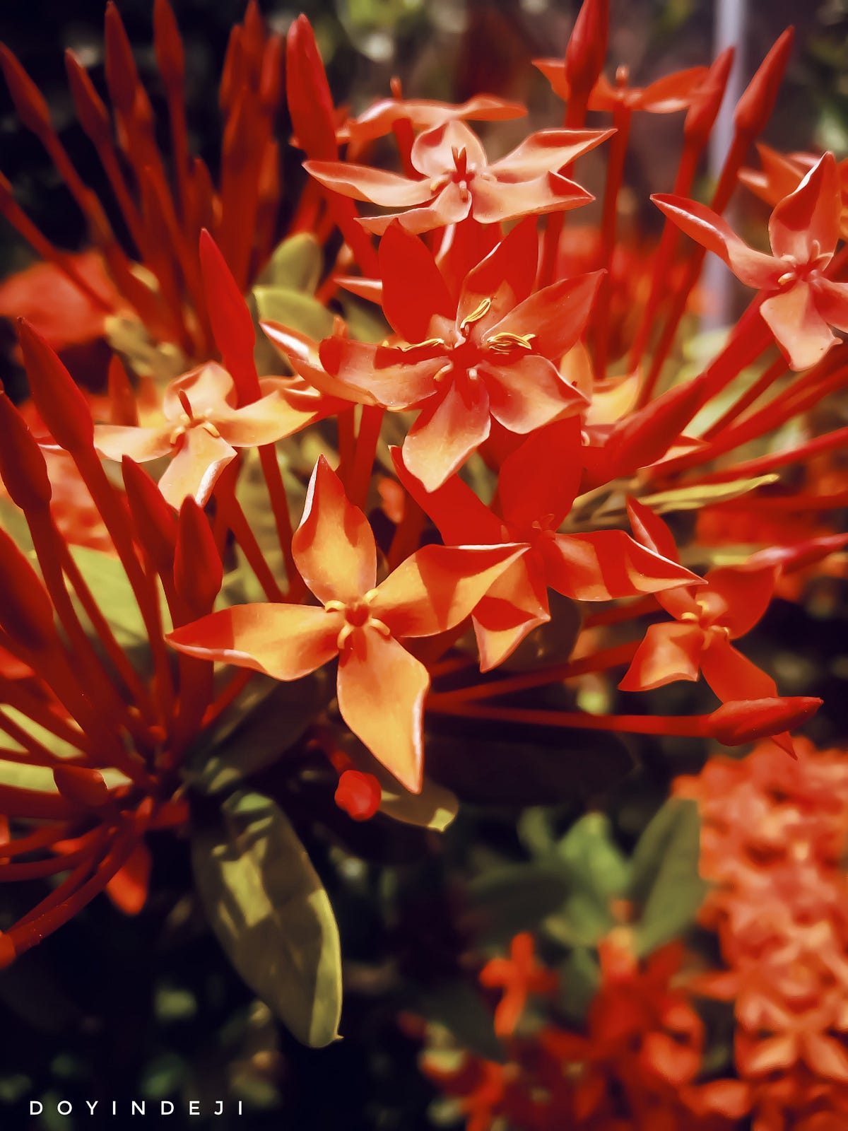 From my Garden to you.. My flowers said: Since you egressed… | by Doyin ...
