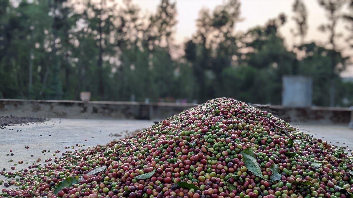 Bean There, Seen That. Saw raw coffee beans Fresh, waiting to… | by Anu ...