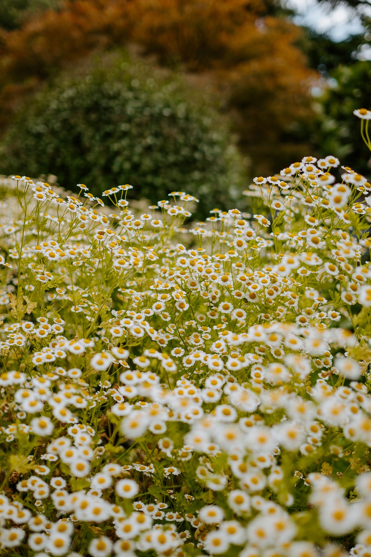 Epiphany (4): The Fallin’ Flowers | by Elis Tiani | Medium