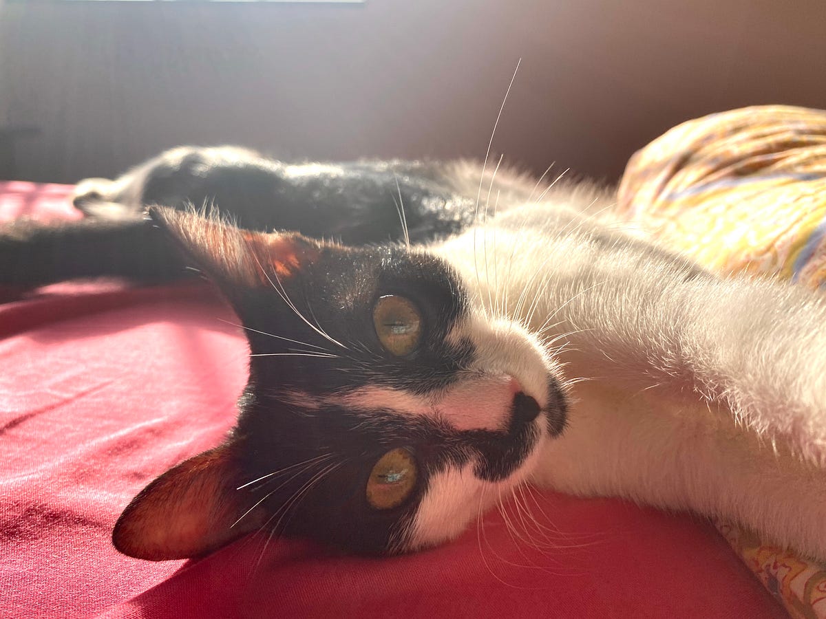 The Cat Speaks. In the words of my cat, Shifu — if she… | by Aditi ...
