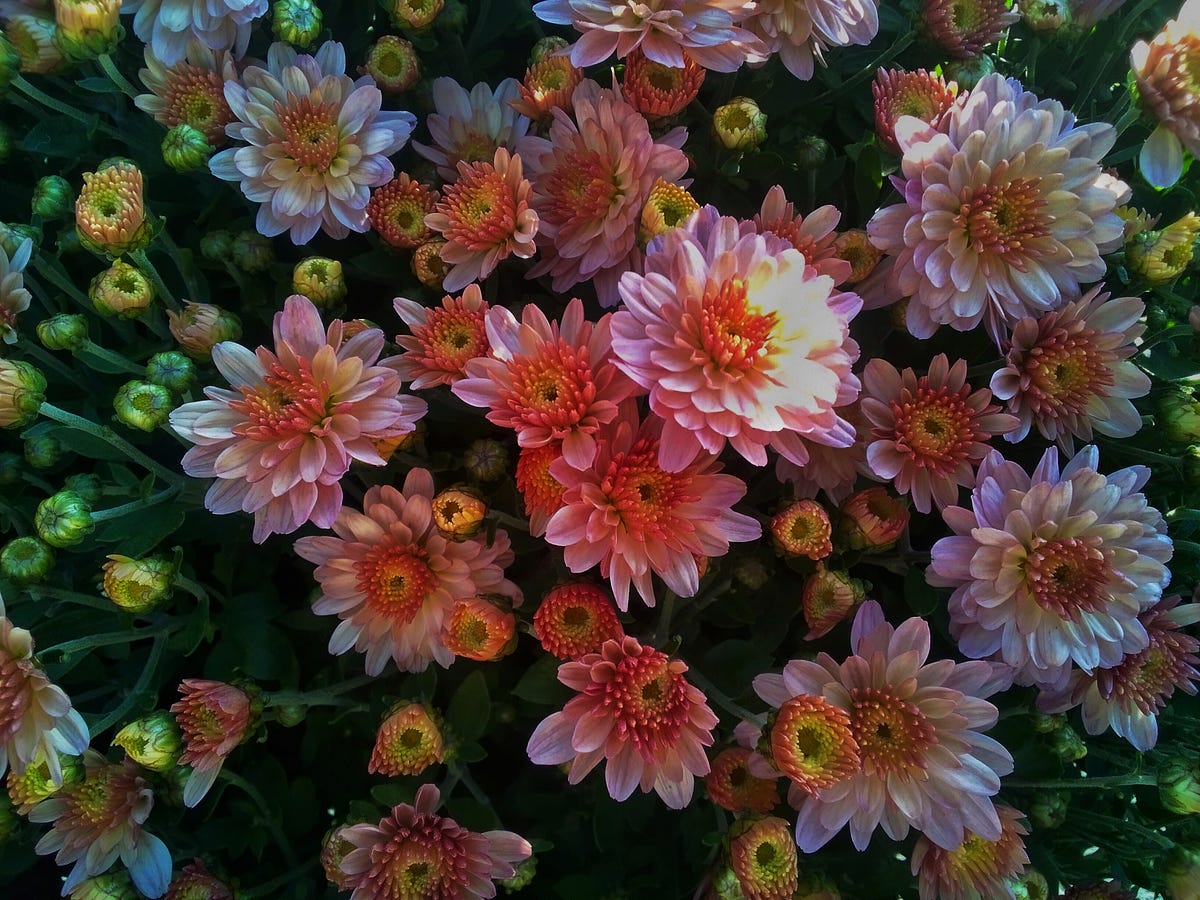 This Flower Is Considered “One of the Four Noble Plants” | by Linda ...