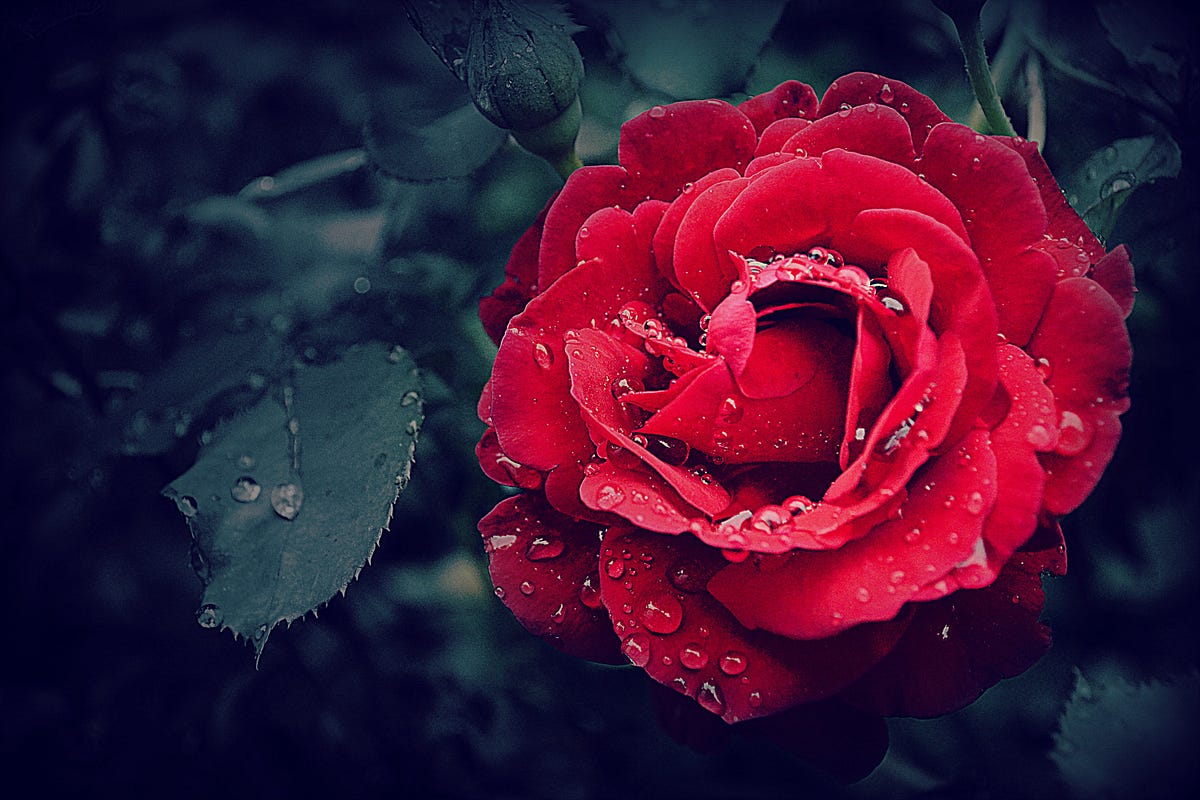 Top 10 Famous National Flowers in the World | by Ivymia | Medium