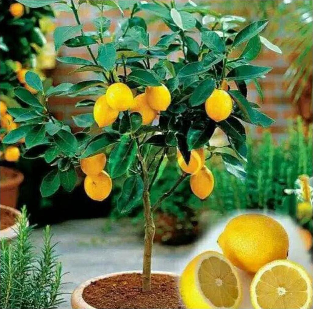 Bibit Jeruk Lemon Eurika Xna Eureka Tanaman Buah Kuningan | by Jasmin ...