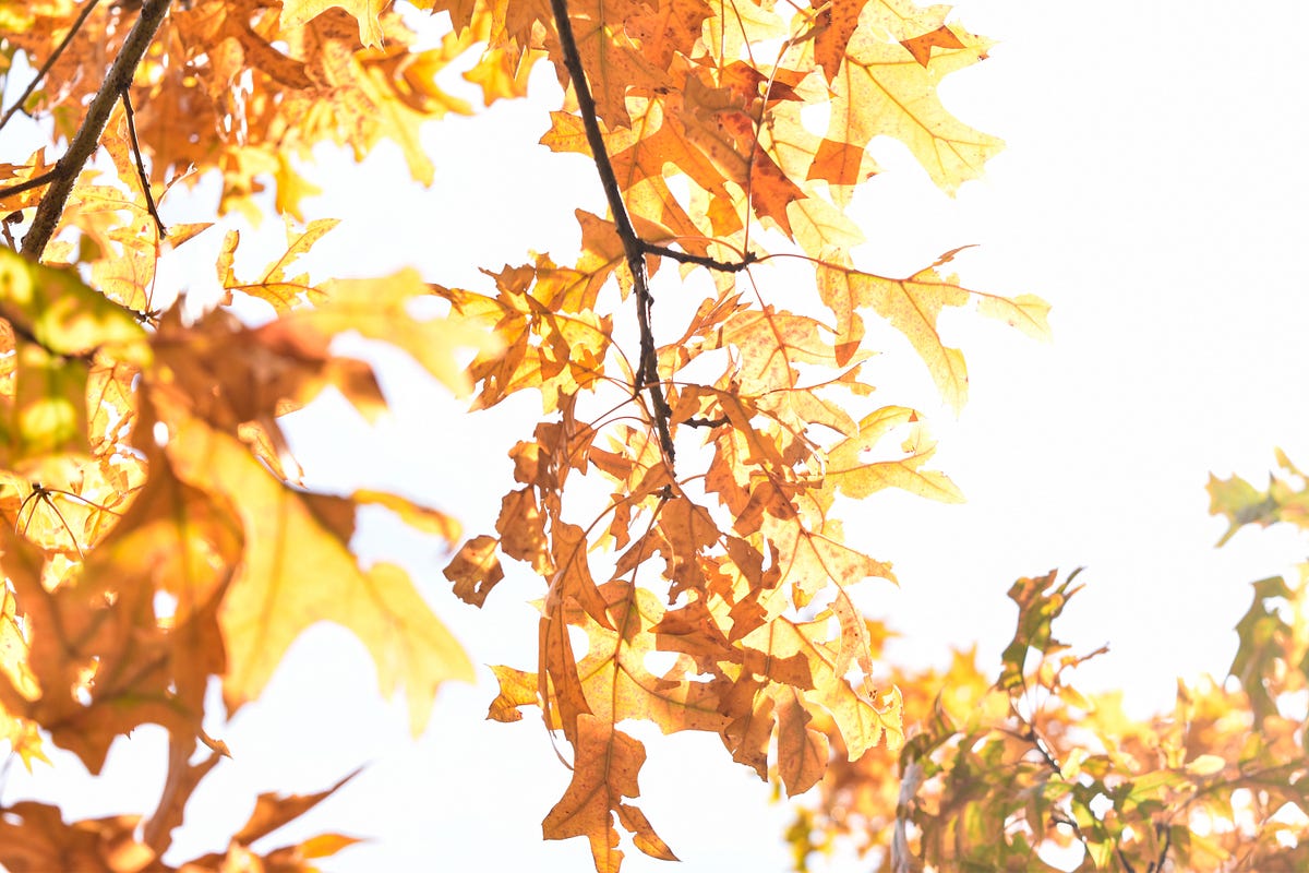 Abstracts, Light & Color. During this photography course I am now… | by ...