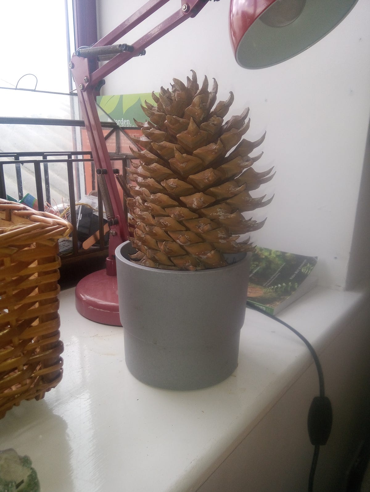Monster pine cone!. A friend gathered cones from a monster… | by Daisy ...