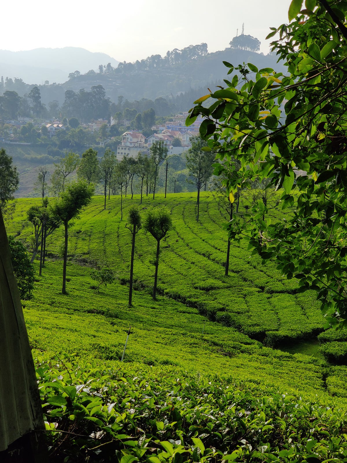 Coonoor- The Place To Go!. Exploring Nilgiris, India | by Priyanka V ...