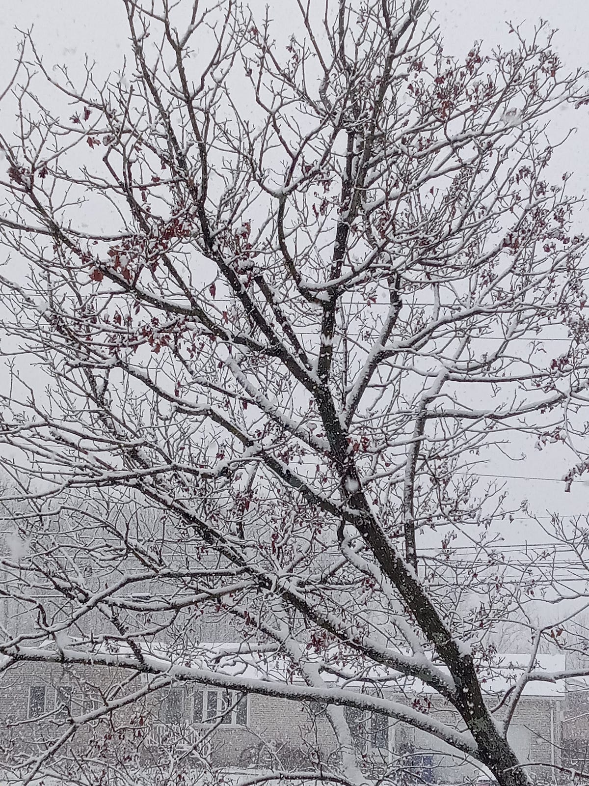 Are You a Snow Lover or a Snow Hater - The Shortform - Medium