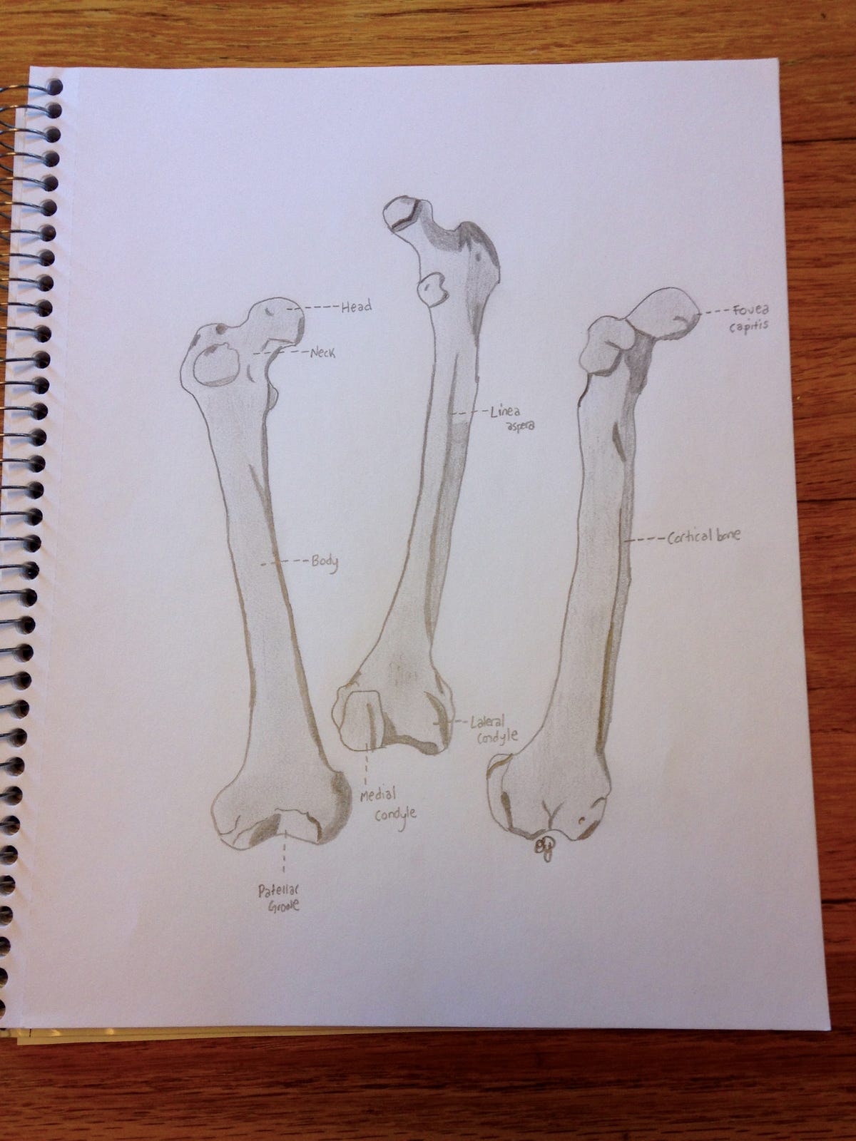 Medical Illustration- The Femur Bone | by Olivia Yale | Medium