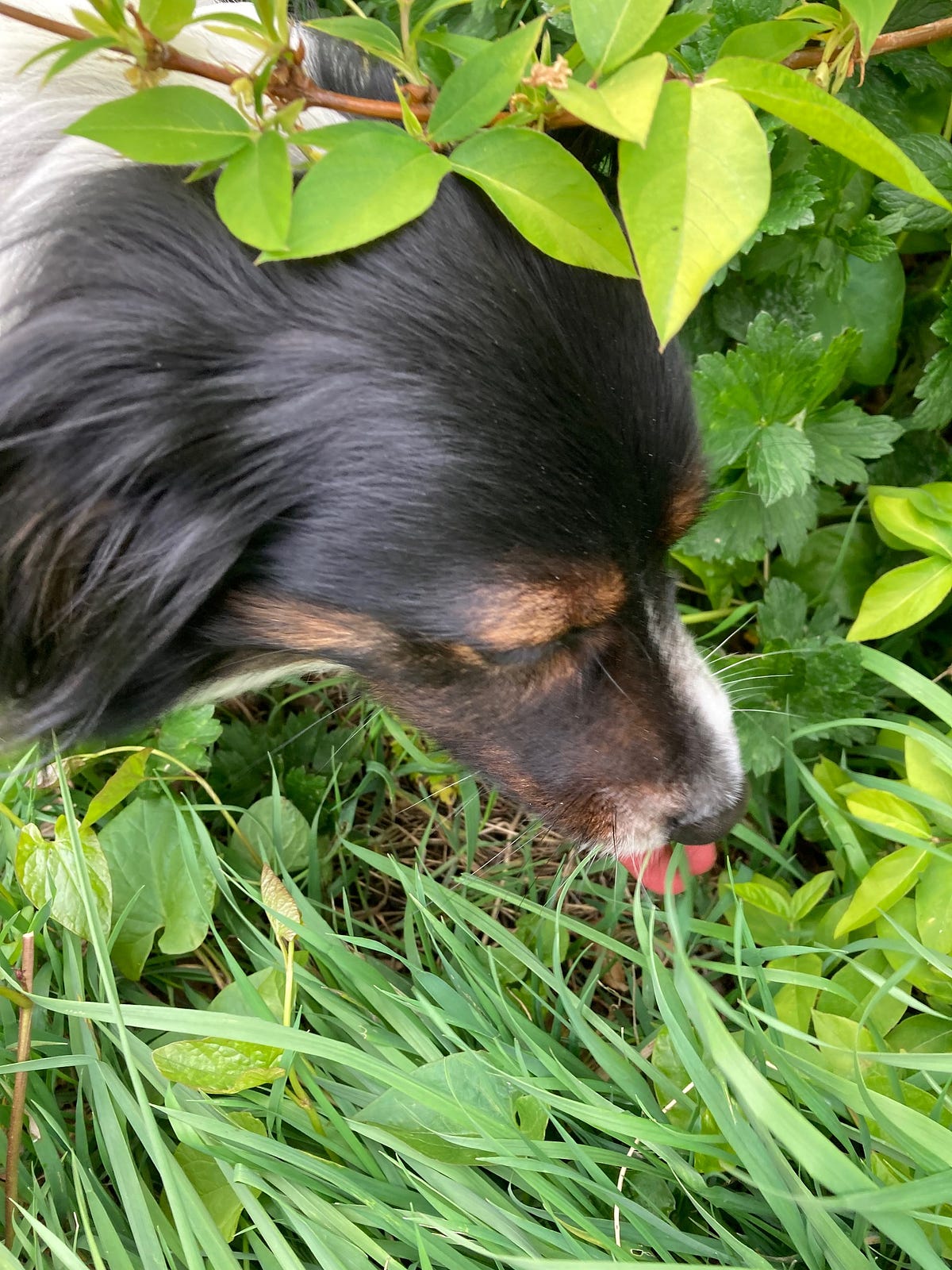 Doggo Changes His Lifestyle. Six Word Photo Story: Freestyle | by Susan ...