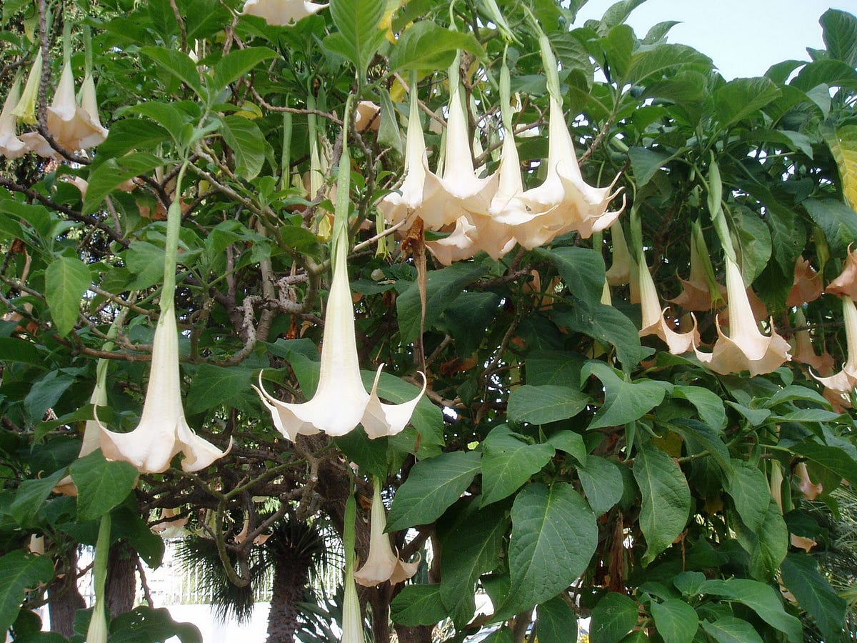 Acerca del Floripondio. Nombre común: Floripondio. | by Fundación ...