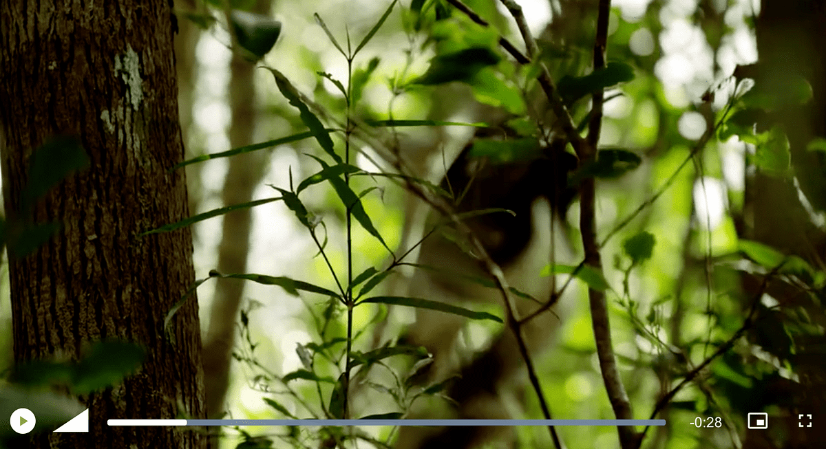 Video.js: A Popular HTML5 Video Player Library | by Alexander Parks ...