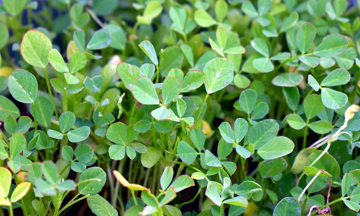 Can Fenugreek Boost Male Sexual Health? | by Healthyier Choices | Medium