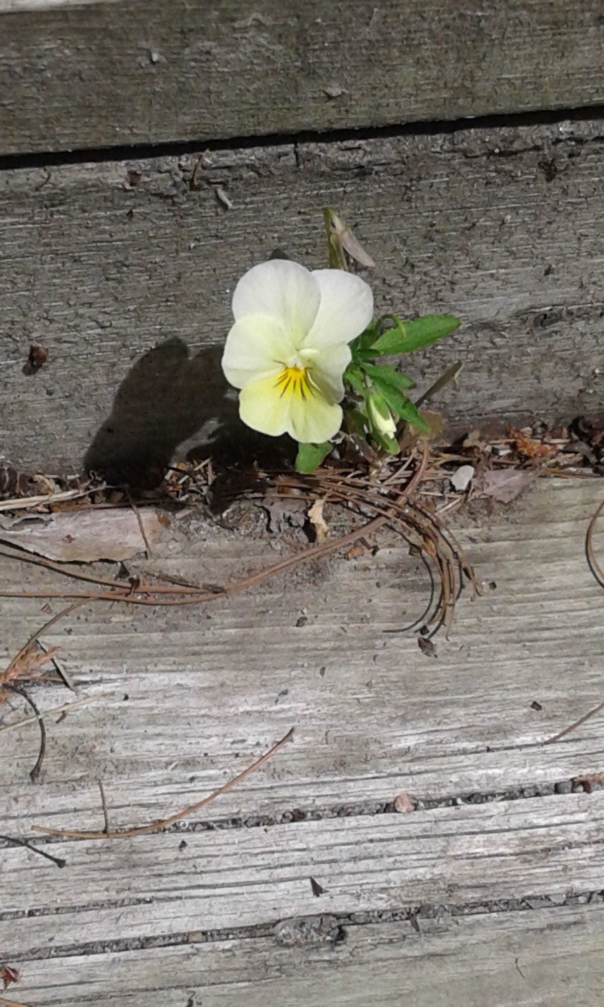 A Fragile Poem - Koinonia - Medium