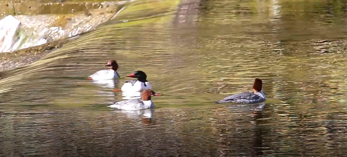 The Reluctance of Flat Earth Ducks to Launch | by Tāriq Malik | Medium