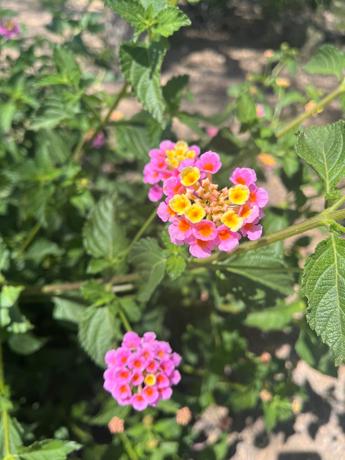 Why It’s Consuming Your Thoughts. A deeper insight to that persistent ...