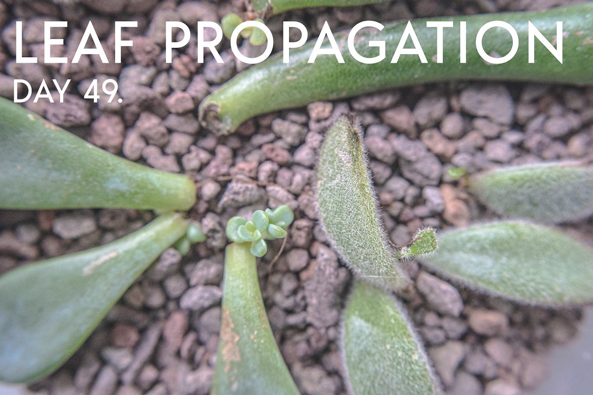 Succulent propagation — Day 49 - Tough Botany - Medium
