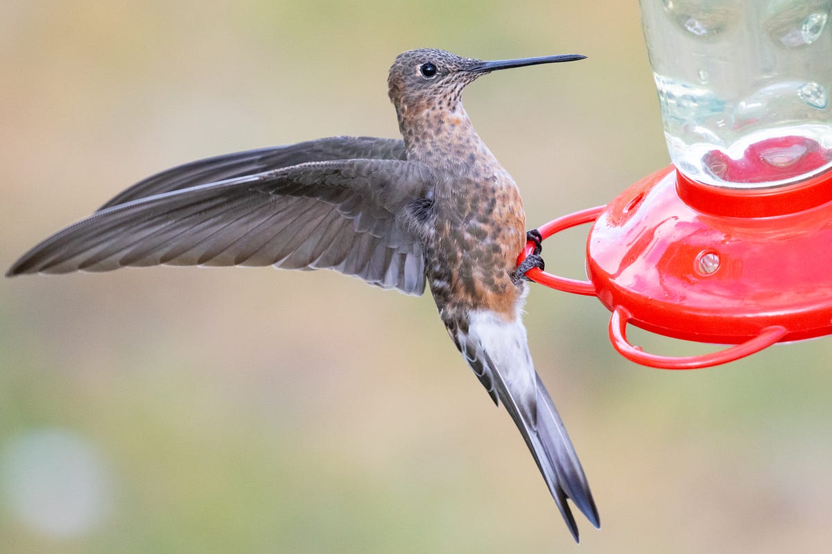World’s Largest Hummingbird Finally Gets Some Respect | by Robert Roy ...