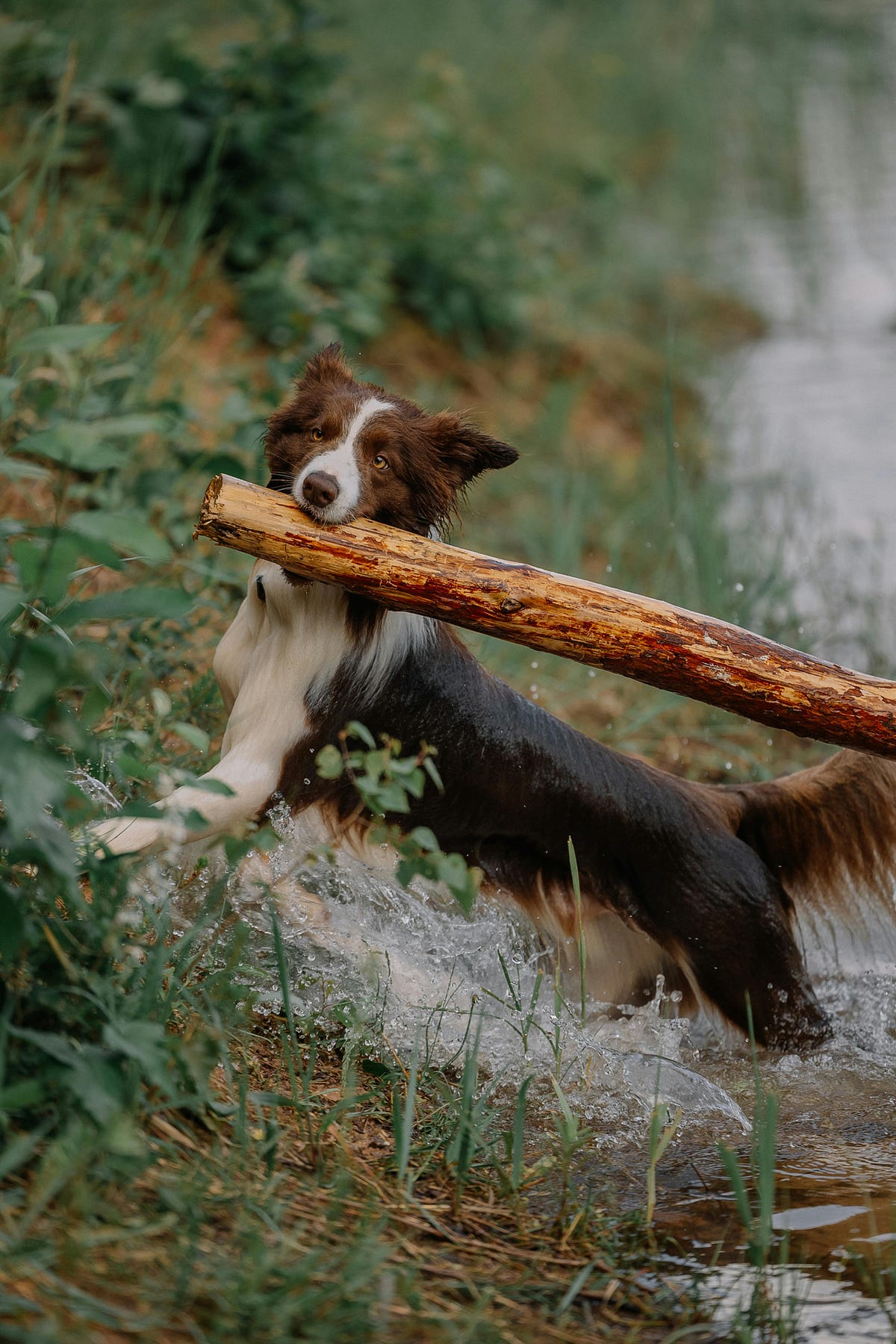 Training your dog for the first time requires patience, consistency ...