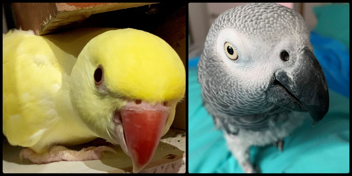 9 Indications that Your Parrot May Own You | by Lauren (Ginger) | What ...