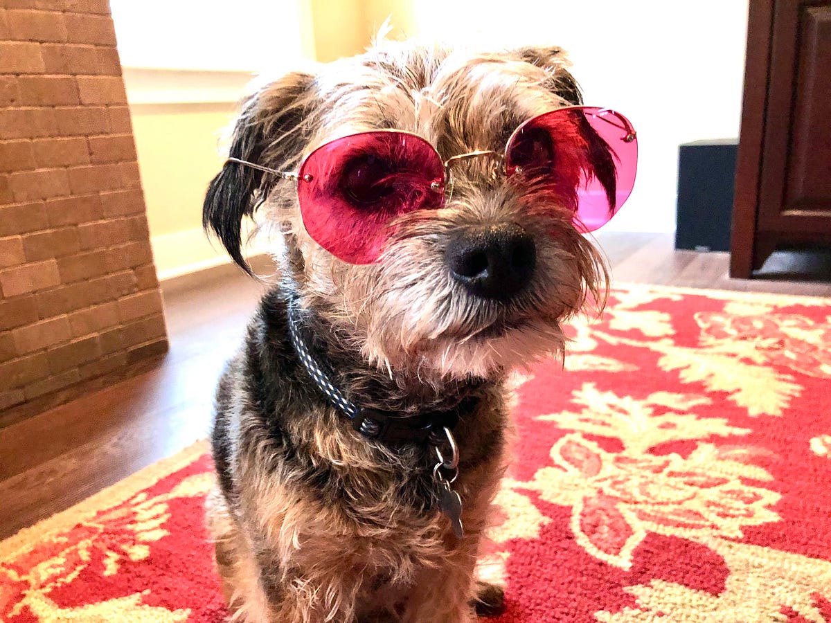 Ask The Advice Terrier. Piper answers dogs’ questions about the… | by ...