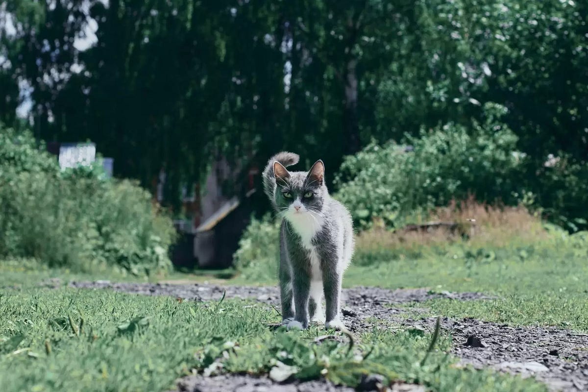 How To Get Rid Of Neighbors Cats In My Yard | by Cat Judo | Medium