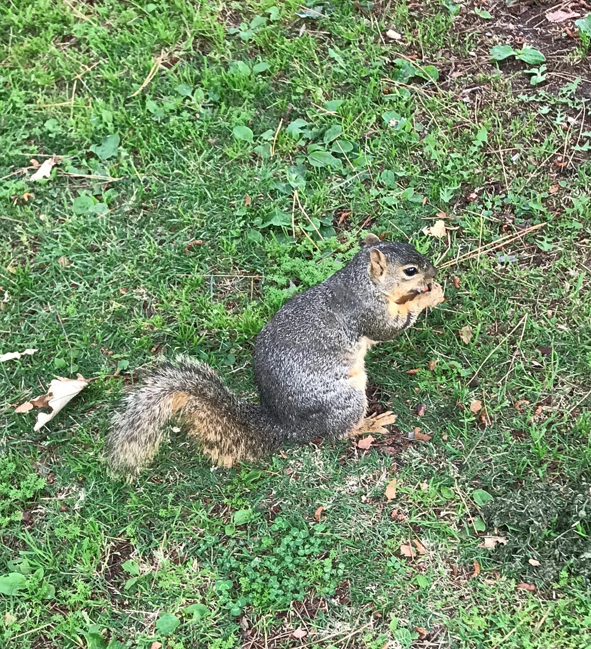 Meet The Squirrels of Sunset Park | by Barbara Andres | Medium