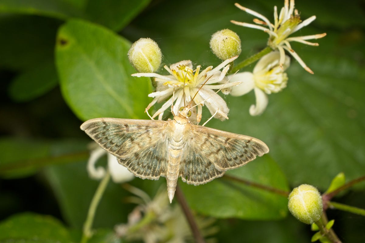 Photographing Insects: August Shots | by Mark Overmars | Full Frame ...