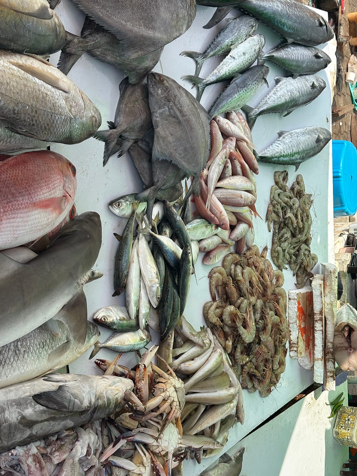 Beauty, Smell, and Fish: Reflections on Nochikkuppam | by Ameya Thachappilly | Apr, 2025 | Medium