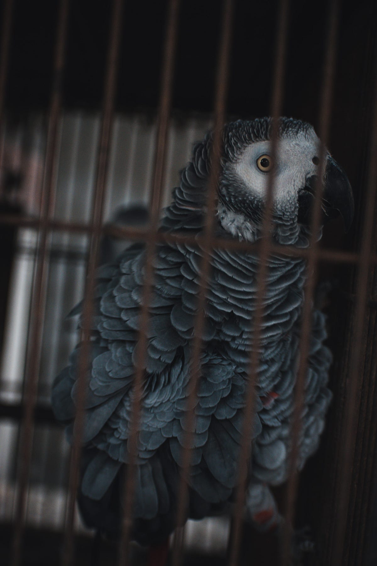 Caged Birds - Sidu Arah - Medium