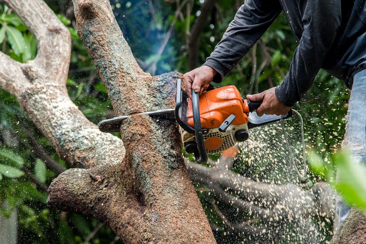 Keep Your Trees Healthy with Expert Tree Services in Sacramento | by ...