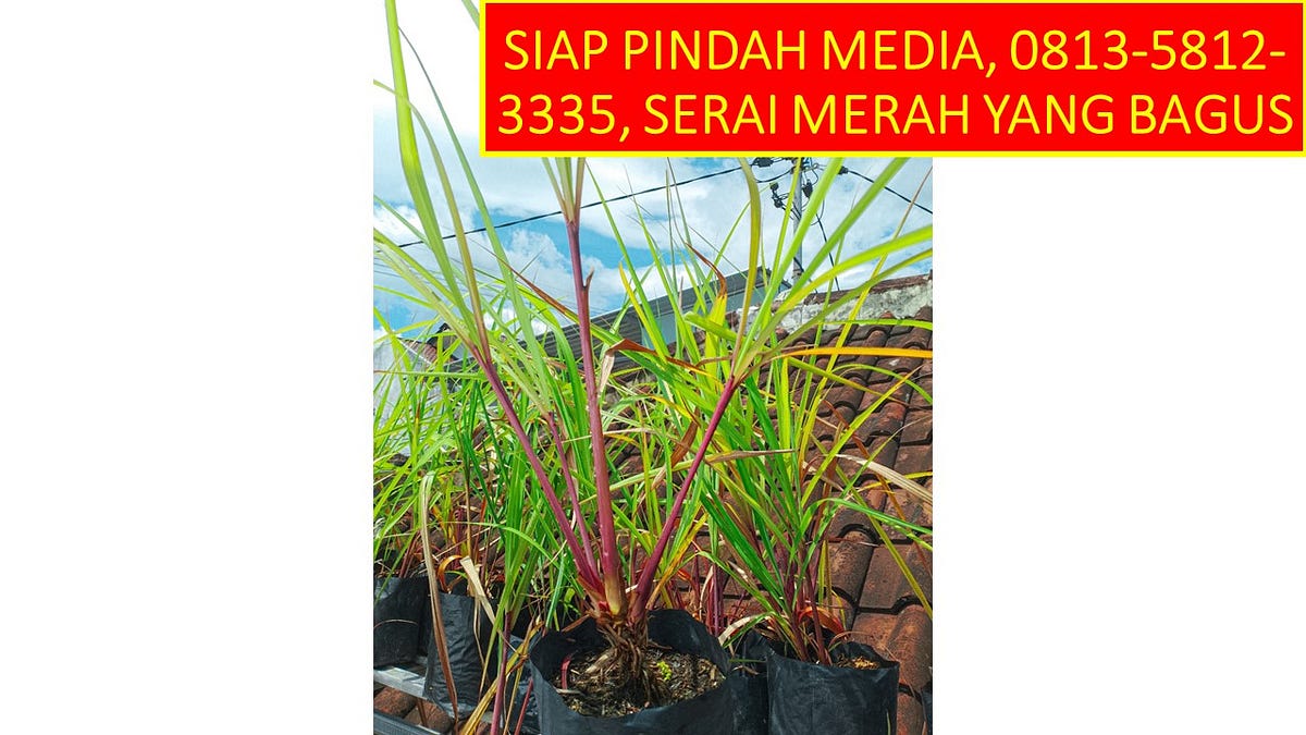 BERKHASIAT! , WA 0813–5812–3335, Bibit Serai Merah Malang - Jual ...