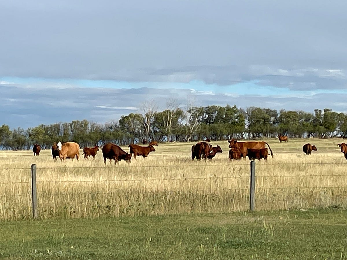 I’m Thrilled When I See My Cows Come Home! | by Heather Bradford | Medium