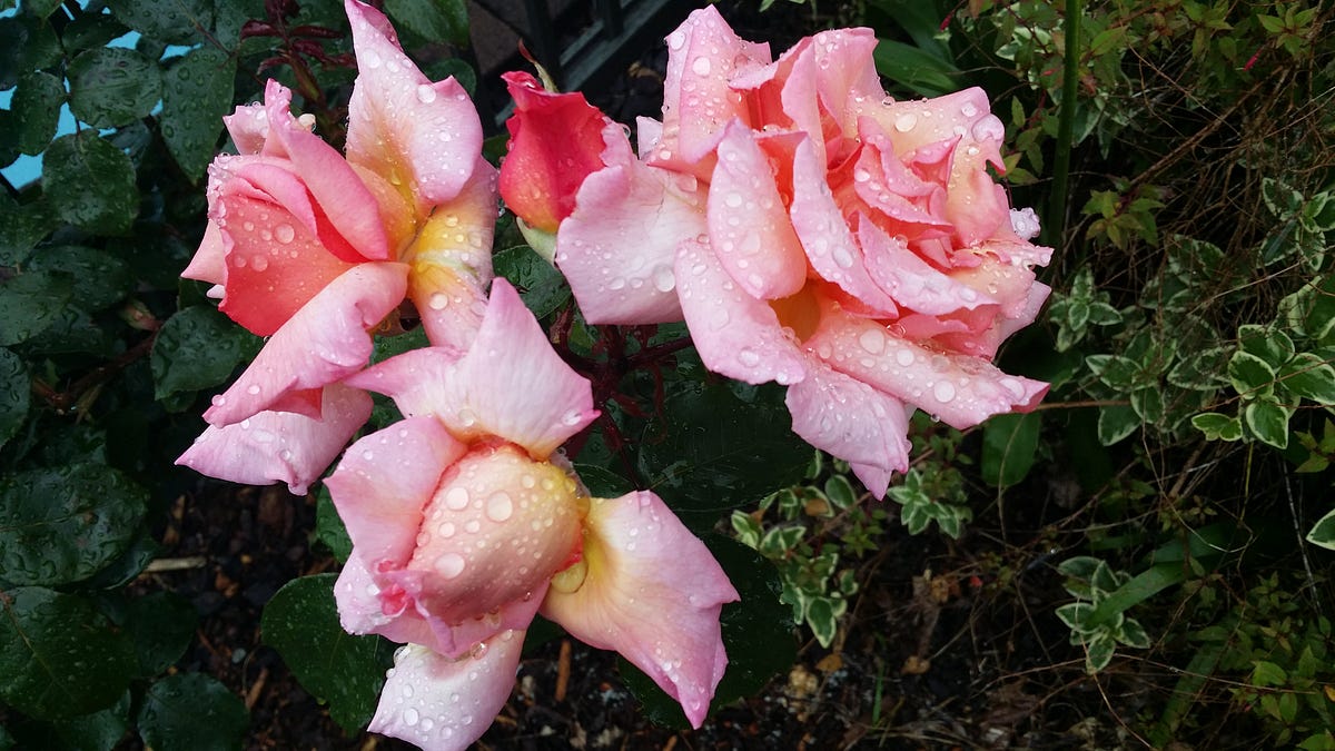 IN APPRECIATION OF A NEW WAY — A TRUE WAY — OF LIVING | by Ingrid Ward ...