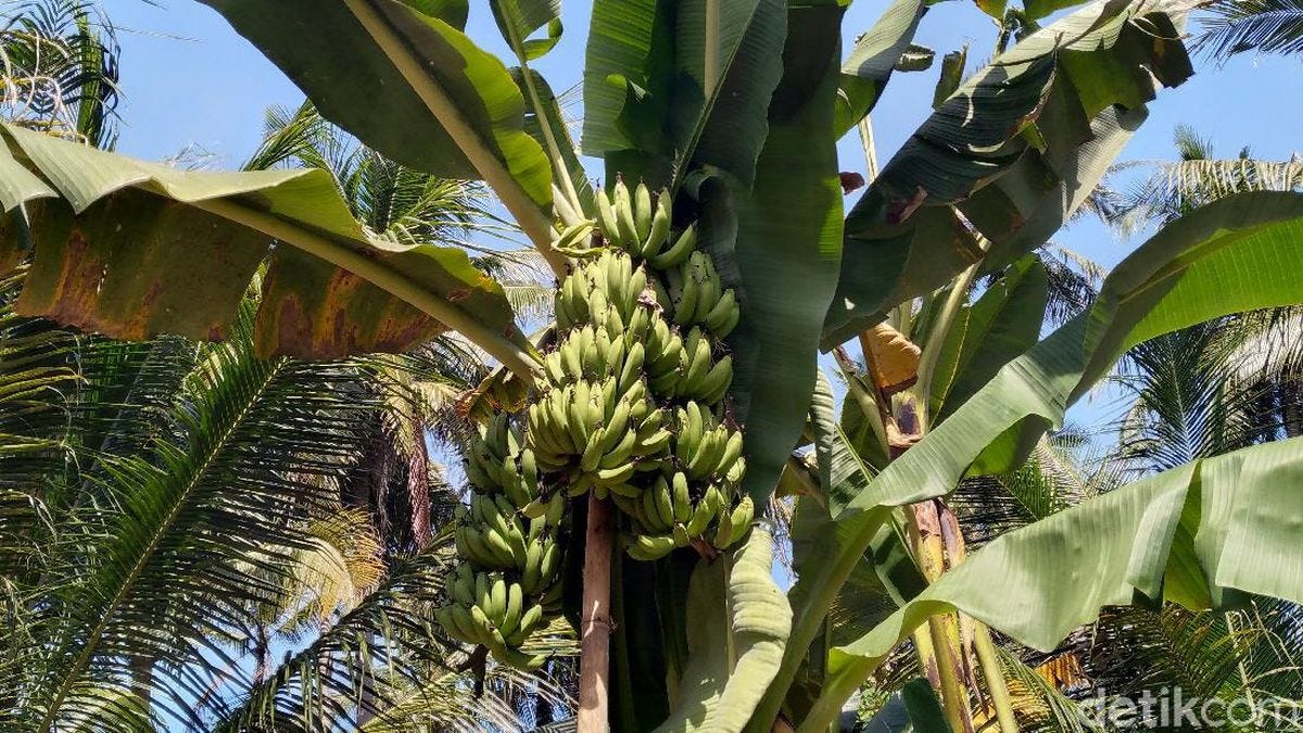 5 Resep Olahan Batang Pisang yang Wajib Anda Coba! | by M.Nurwahid ...