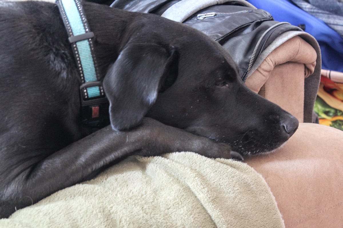 I’ll Love You Forever… Remembering Ruckus | by MaryAnne CurryShults ...
