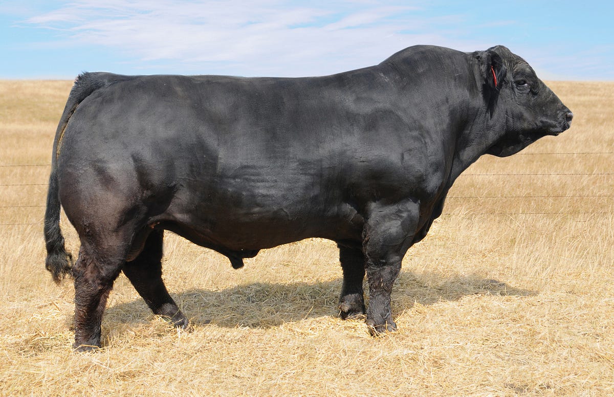 Without the Bull. It’s not in my LinkedIn profile, but… | by Rusty ...
