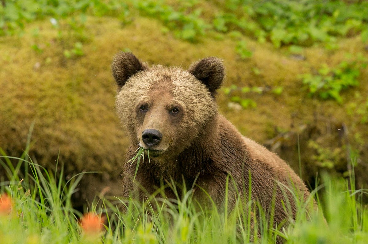 A Bear is not just a Bear: Recognizing the Individual in Wildlife ...