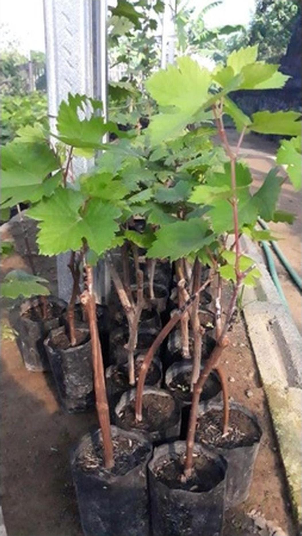 Bibit Anggur Import Akademik Asli Grafting Bandung Barat | by ...