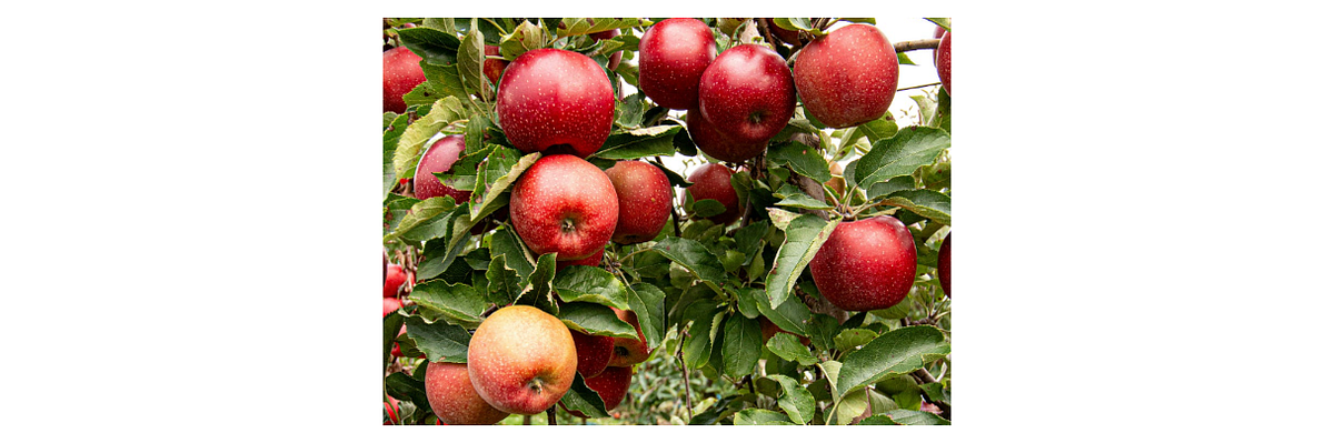 Hanging Plastic Apples on a Tree Does Not Make Them Edible | by ...