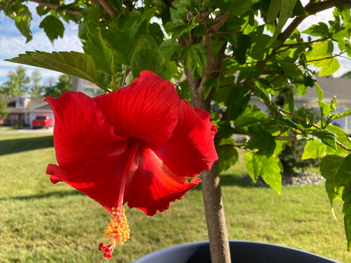 Plants Are People, Too!. Meet Biscuit, our pet hibiscus | by Elisabeth ...