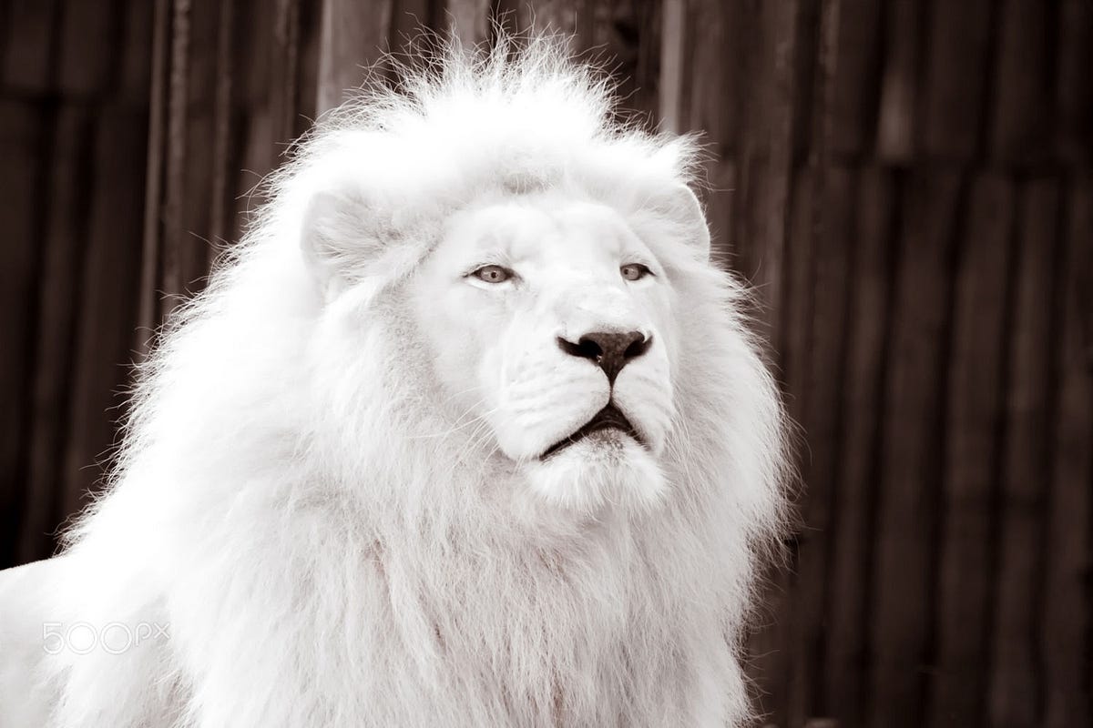 The White Wonders Of Nature : 6 Rare Albino Animals You Need To See To ...