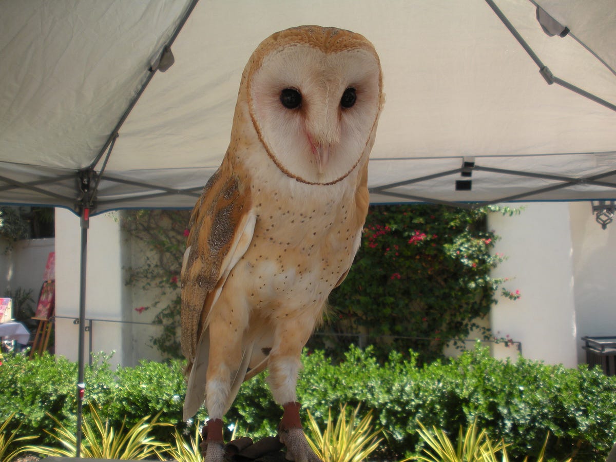 Owl Haiku: A Word, Or Not, To The Wise | a Few Words