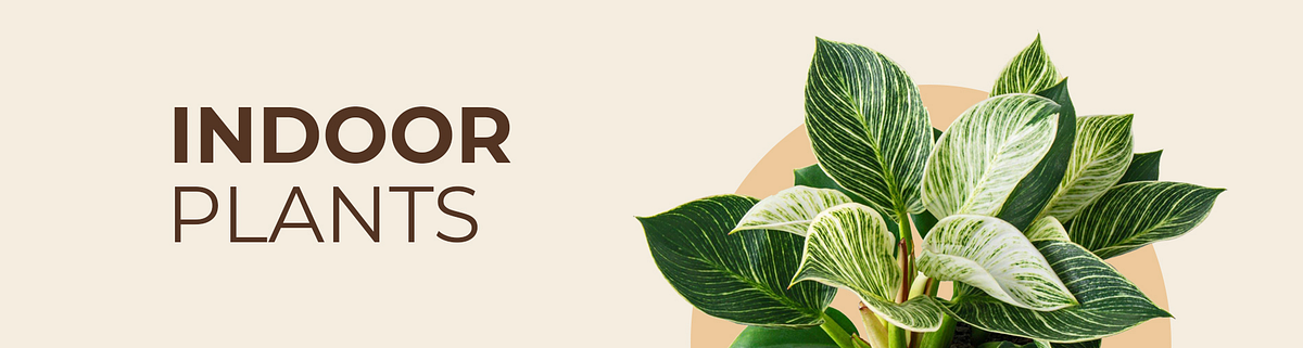 Indo How to Care for Your Indoor Plants: A Beginner’s Guide | by Uddesh ...